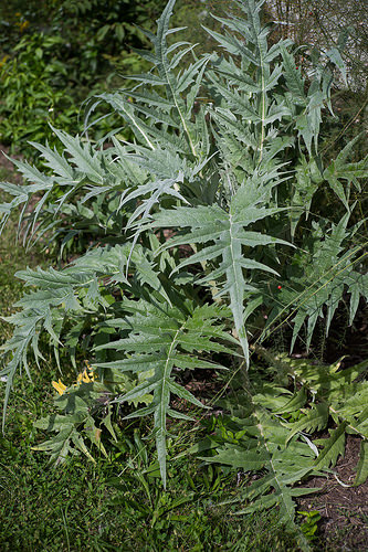 Behind the French Menu: The Cardoon or Cadone, in French the Cardon, a ...