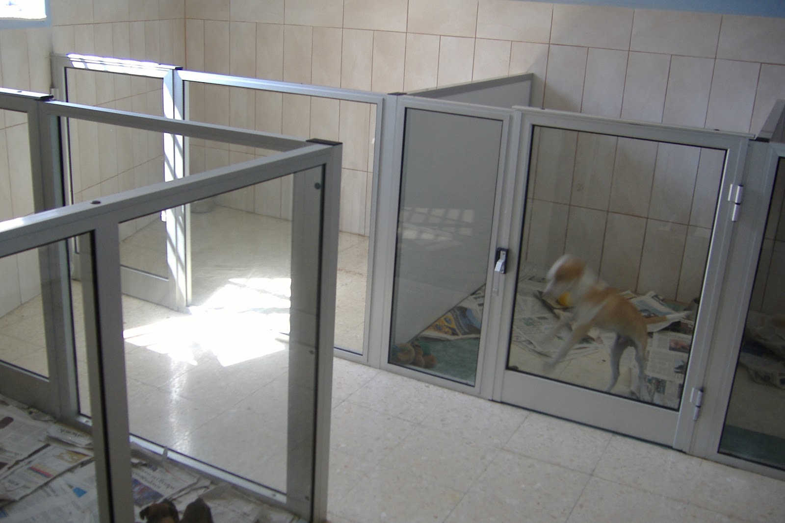 Praktik på SPCA malta