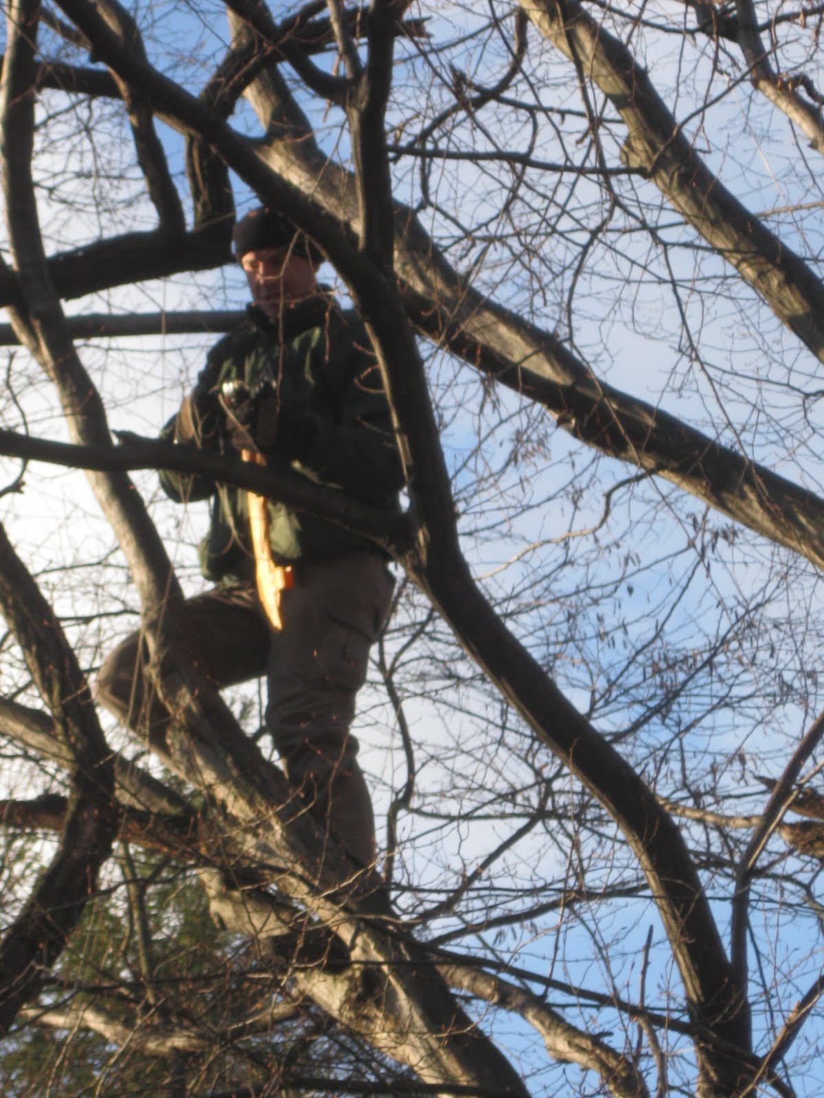 Prospect Park Days: Up in the trees - Professional climbers only