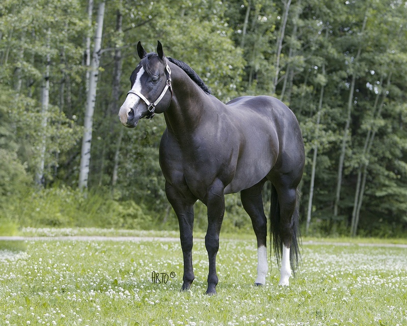 hipica: EL CAVALL: Evolució dels cavalls i raçes