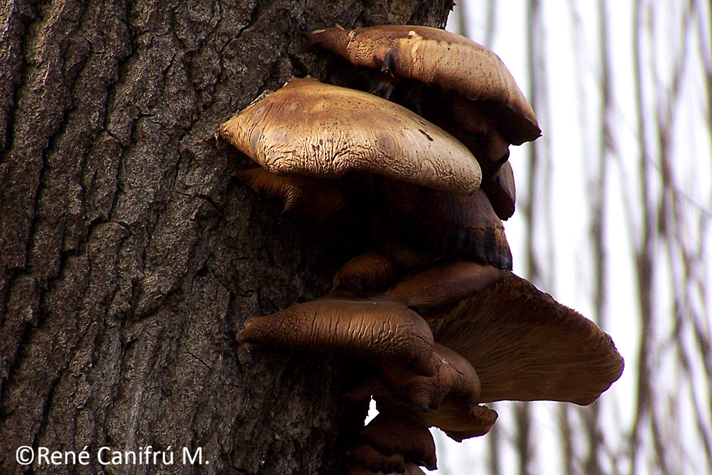 Hongos: Pleurotus ostreatus
