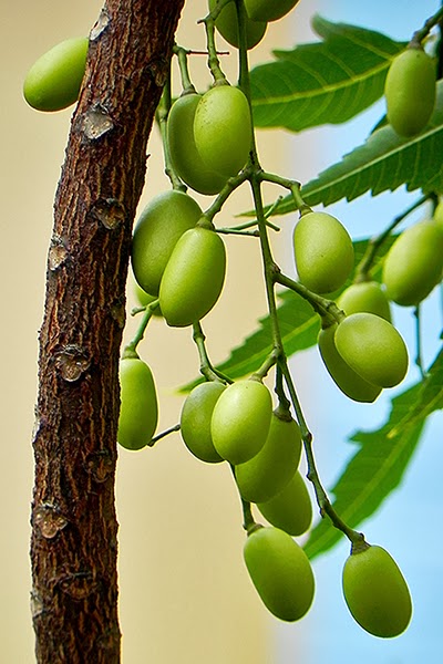 erin's faces: Abaco Neem - Touring a Neem Farm in The Bahamas