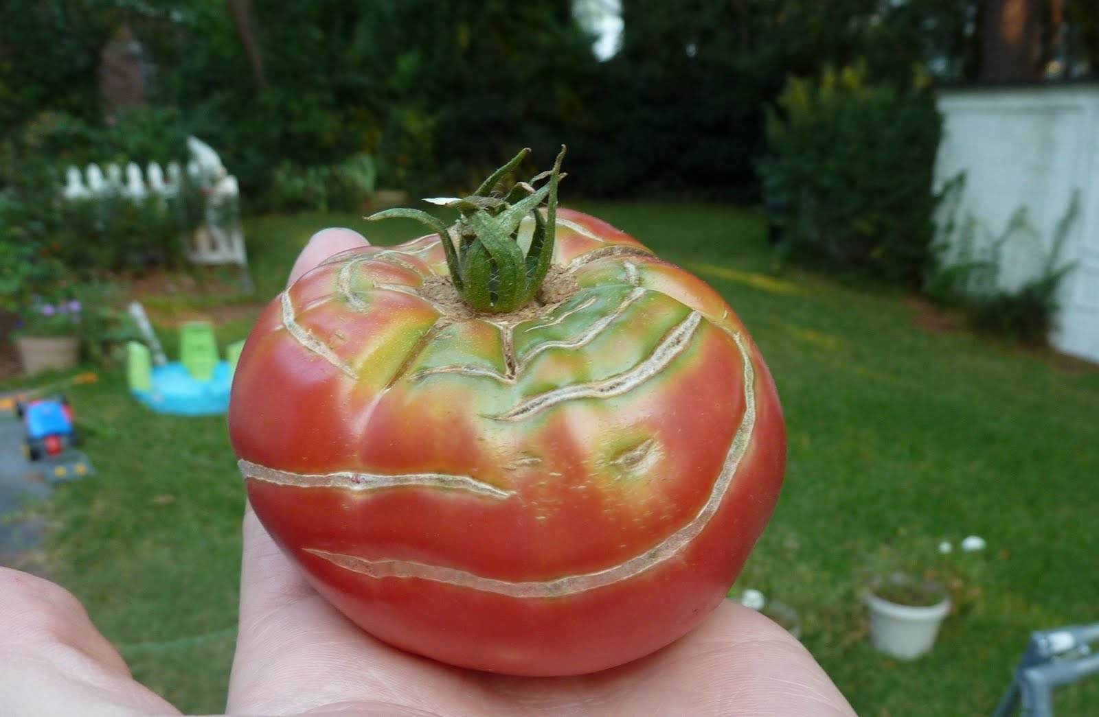Which way to up?: One Ugly Tomato