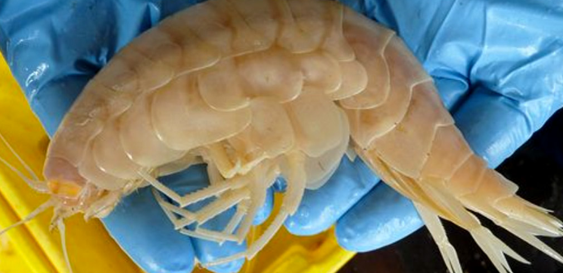 Ghostly White Shrimp-Like Sea Monster | Vu Phoenix