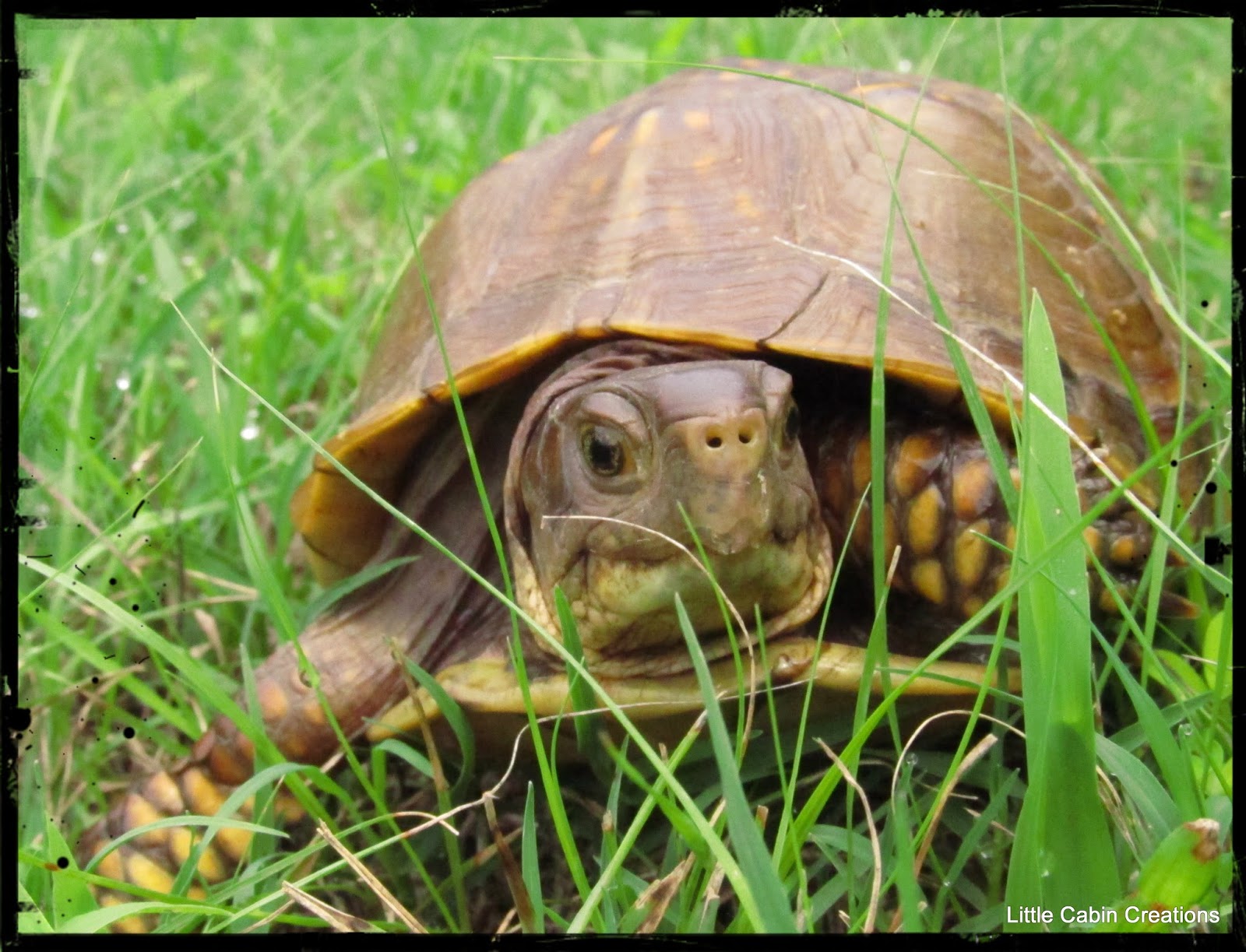 "MAKE DO DOLLS": Missouri Box Turtle & Barred Owl