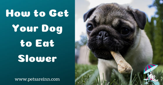 How to Get Your Dog To Eat Slower