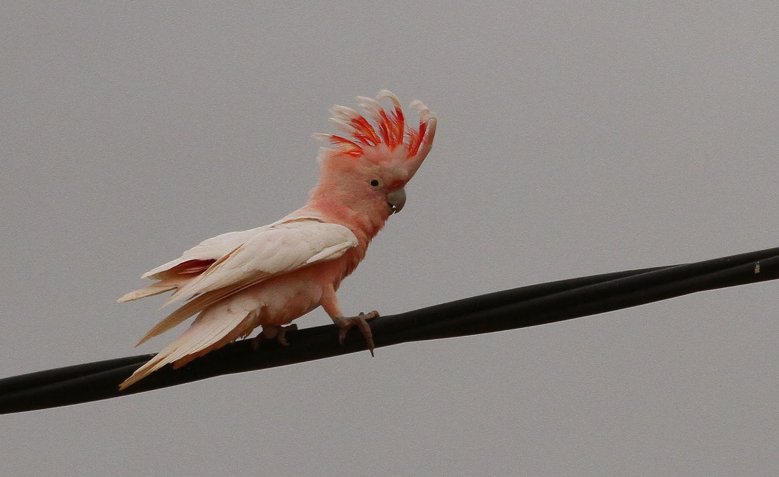 Richard Waring's Birds of Australia: Major Mitchell Cockatoo at Haasts ...