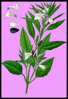 AgriHunt: Types Of Sesame Seeds