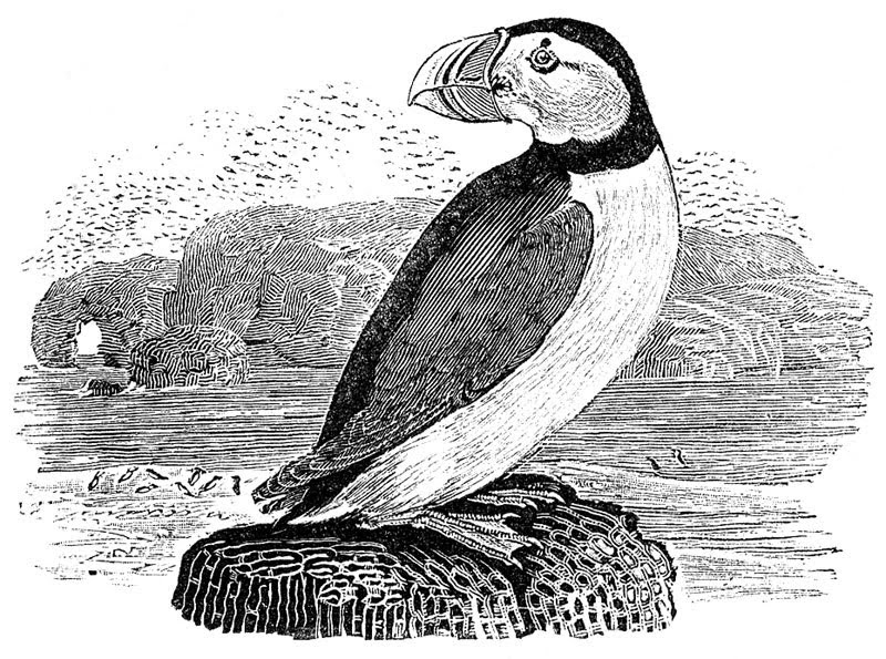 Dreamers Rise: Thomas Bewick