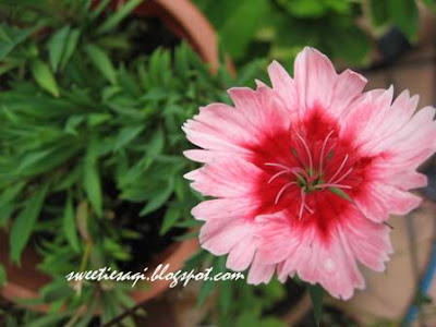 SweetieSaQi: Bunga Teluki or Carnations