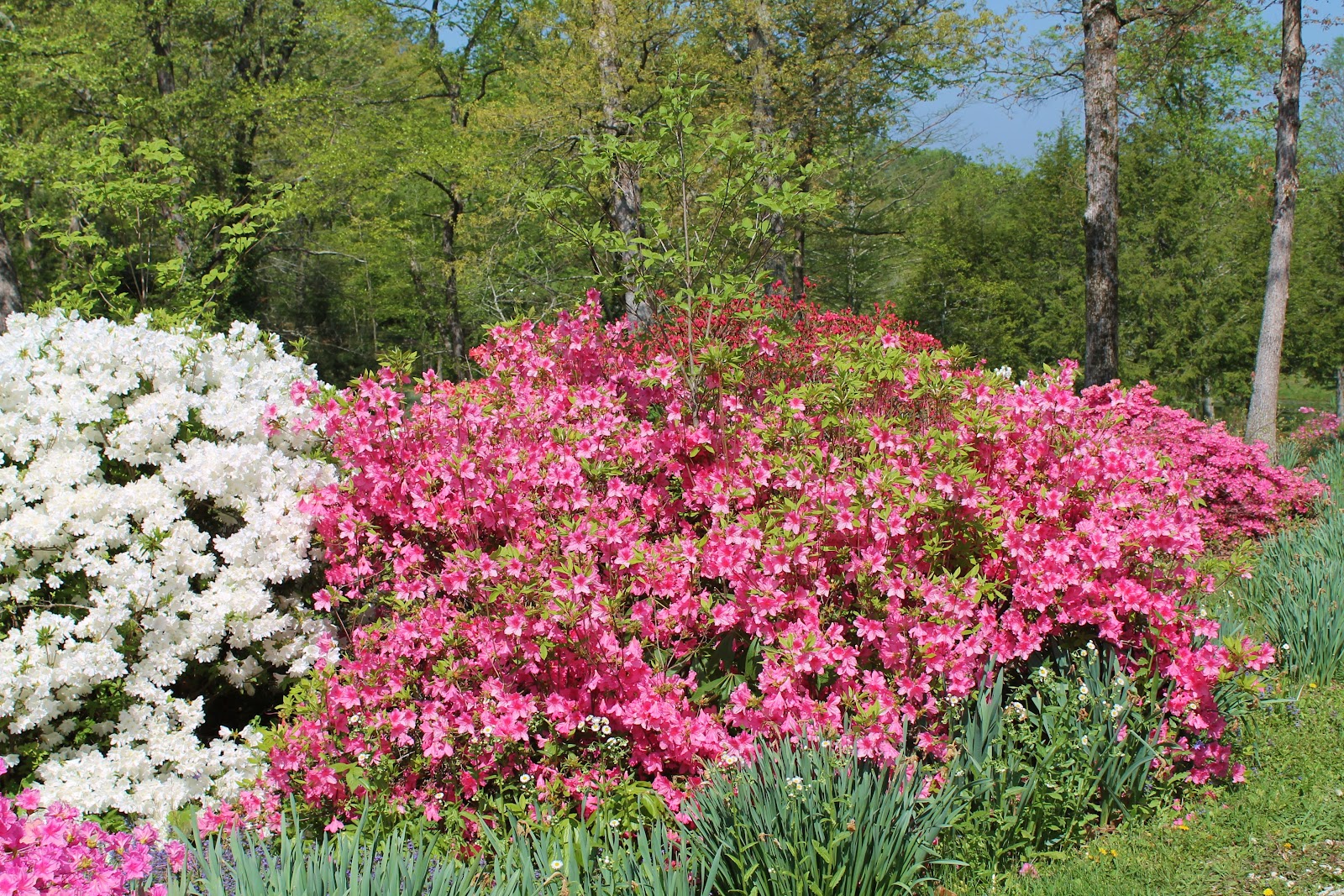 The Missouri Mom: Pinecrest Azalea Gardens, Oak Ridge MO