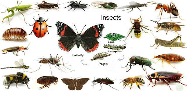Insects Meaning