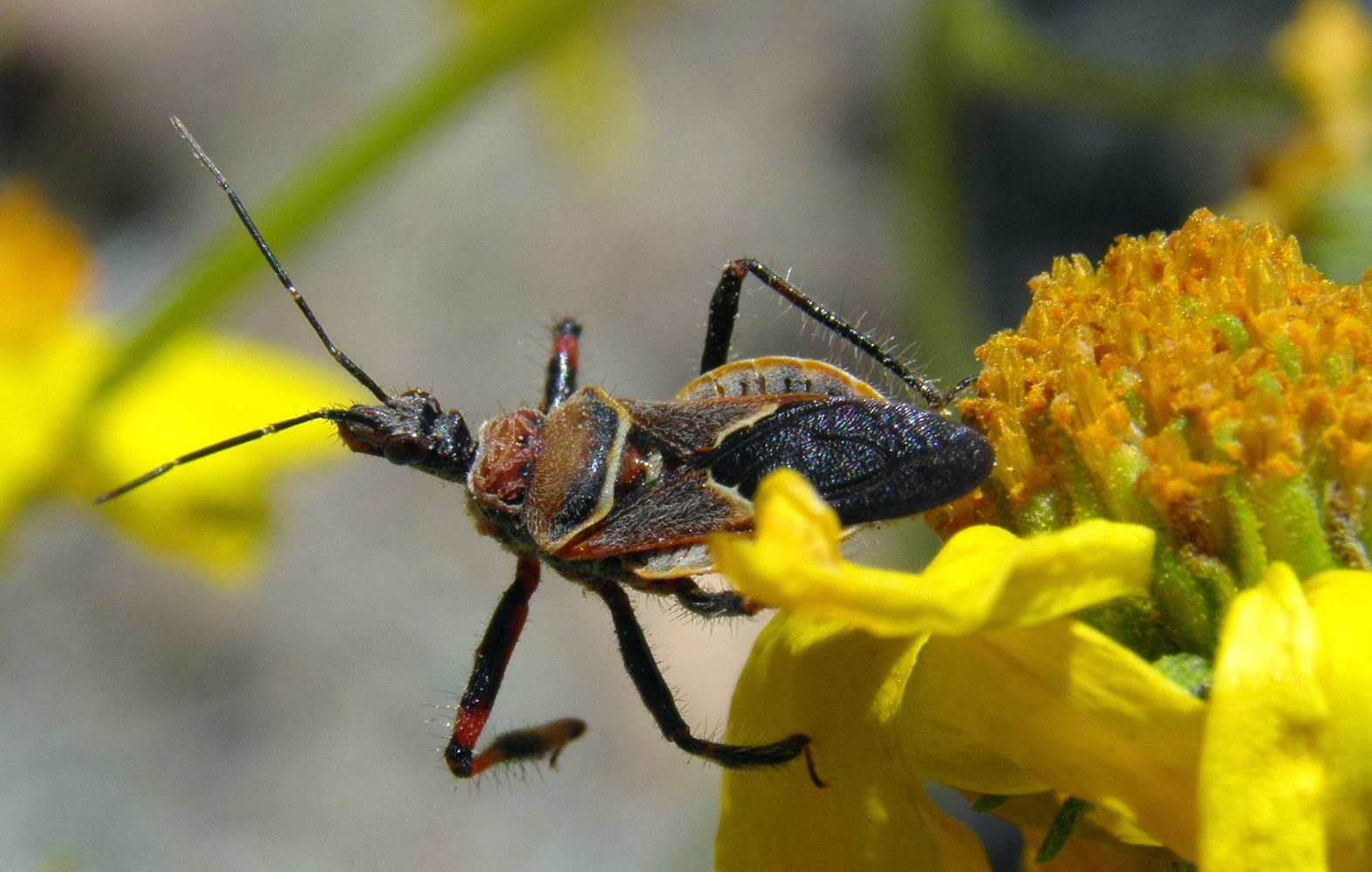 Arizona: Beetles, Bugs, Birds and more: Apiomerus cazieri - a valid ...