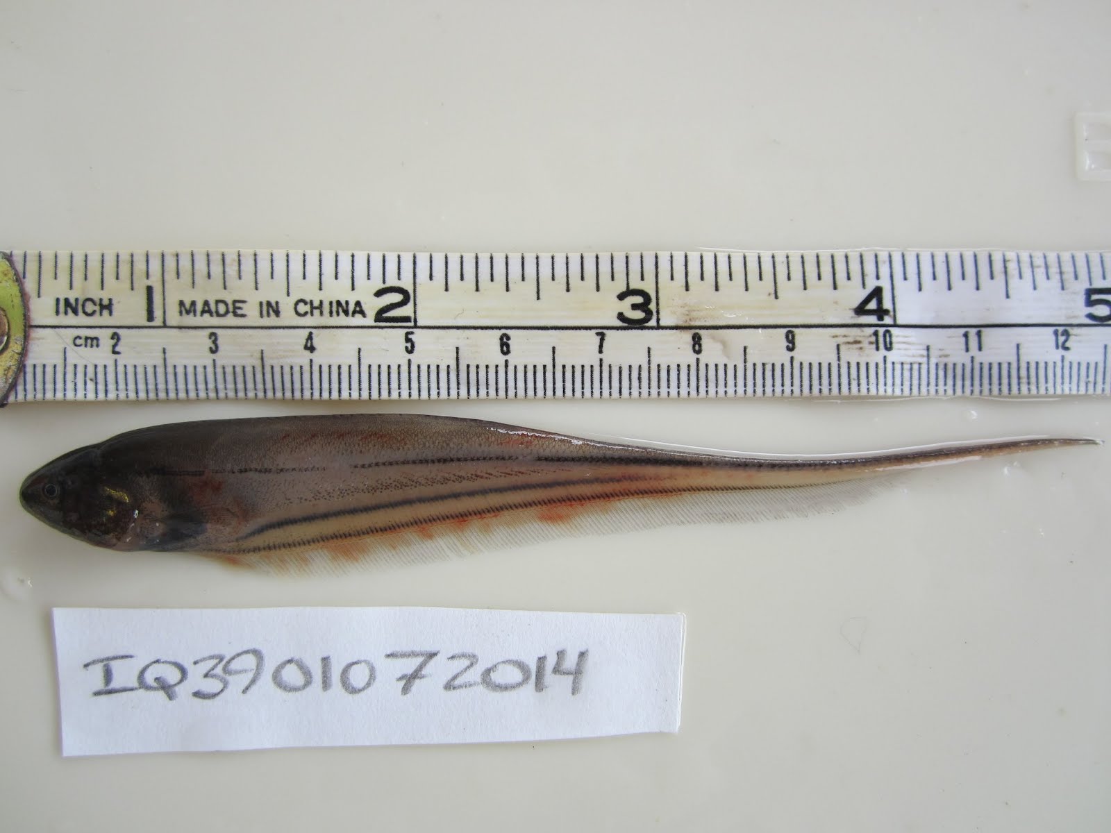 Species New to Science: [Ichthyology • 2018] Eigenmannia loretana • A ...