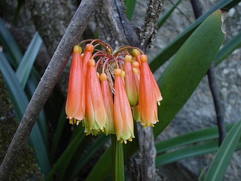 Sharing flower bulb information: Clivia mirabilis - a photographic ...