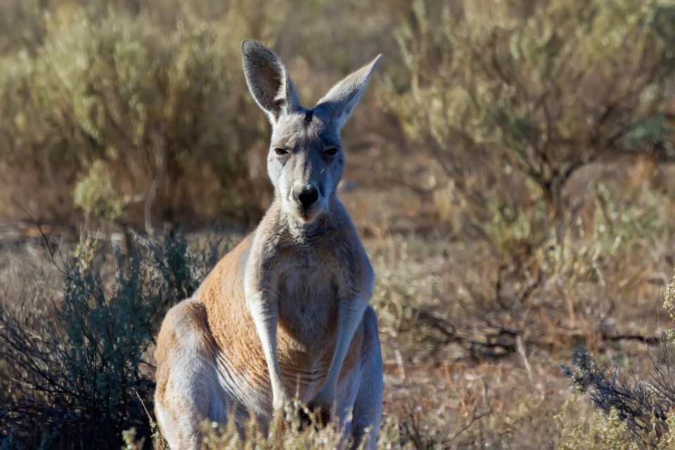 Kay Parkin Birding: Brookfield Conservation Park Mallee Birding