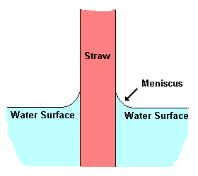 Bob Stoddard's Honors Biology Blog: Third Class: Water -- Cohesion vs ...