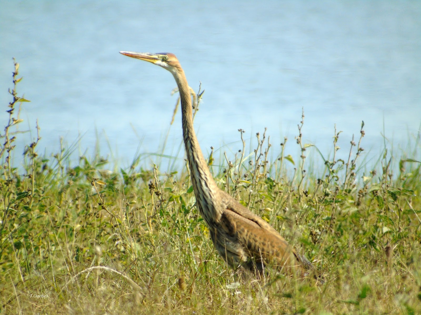 PASARI DIN ROMANIA: STARC ROSU, Ardea purpurea