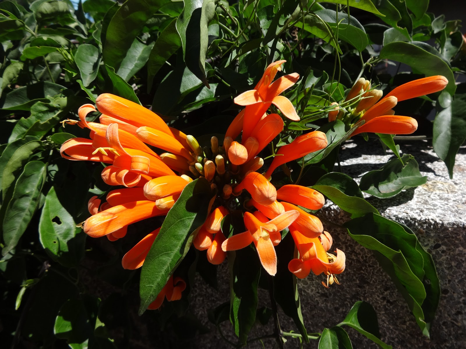 Herbs from Distant Lands: Pyrostegia venusta - Flame Flower, Golden ...