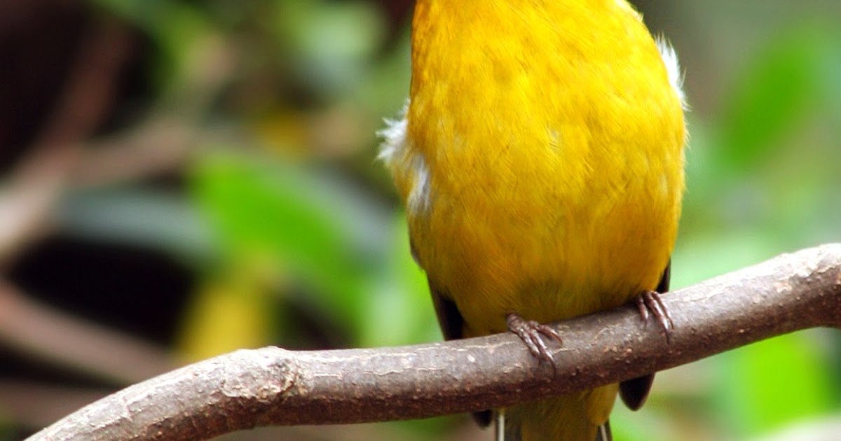 Variety of Life: Pycnonotus