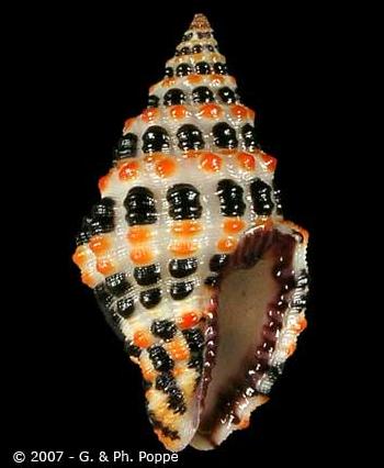 Variety of Life: Engina