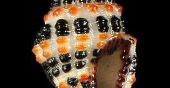 Variety of Life: Engina