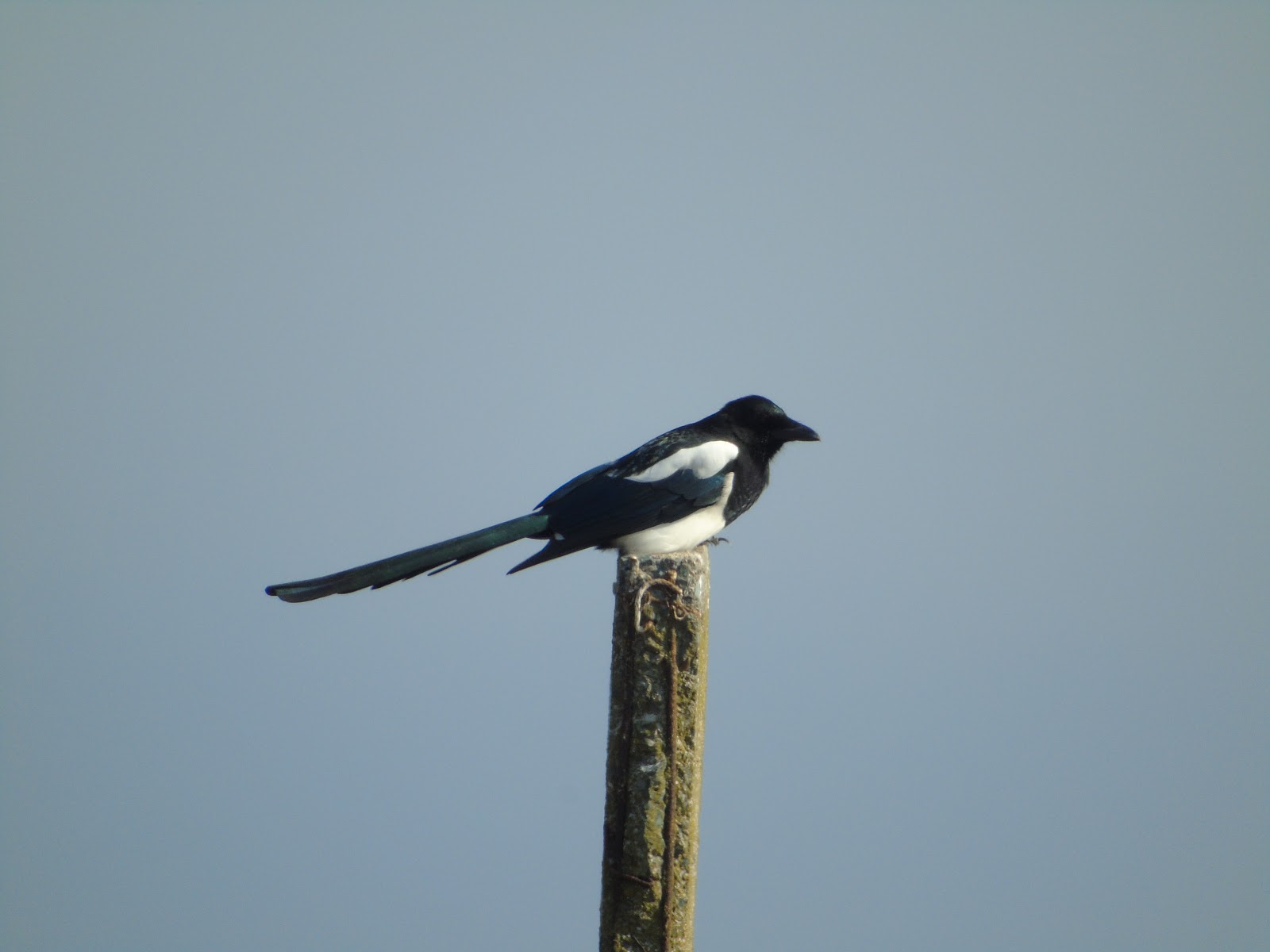 PASARI DIN ROMANIA: COTOFANA, Pica pica