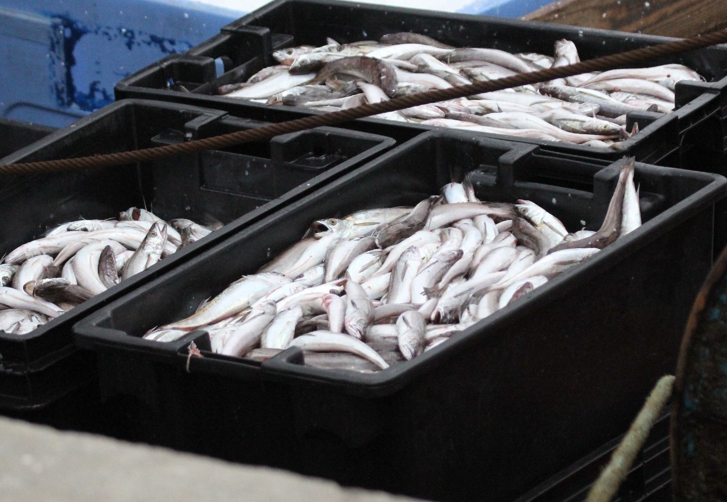 New England Coastal Birds: "Three Days of Winter Seabirding on Cape Cod ...