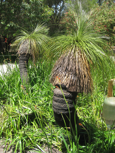 PlantWerkz: Xanthorrhoea Australis - Grass Tree / Black Boy