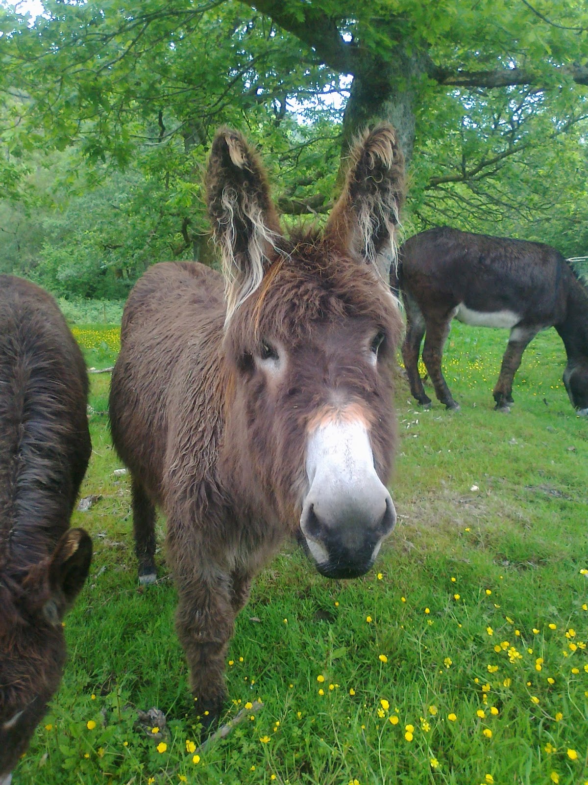 Dyfi Donkeys: ADOPT A DYFI DONKEY