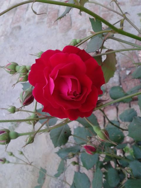 Pure Indian Desi Red Roses Pictures ~ Real Roses Pictures From Rose ...