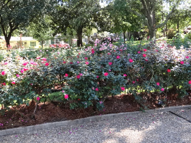Walkabout With Wheels Blog: The Municipal Rose Garden in Tyler, Texas