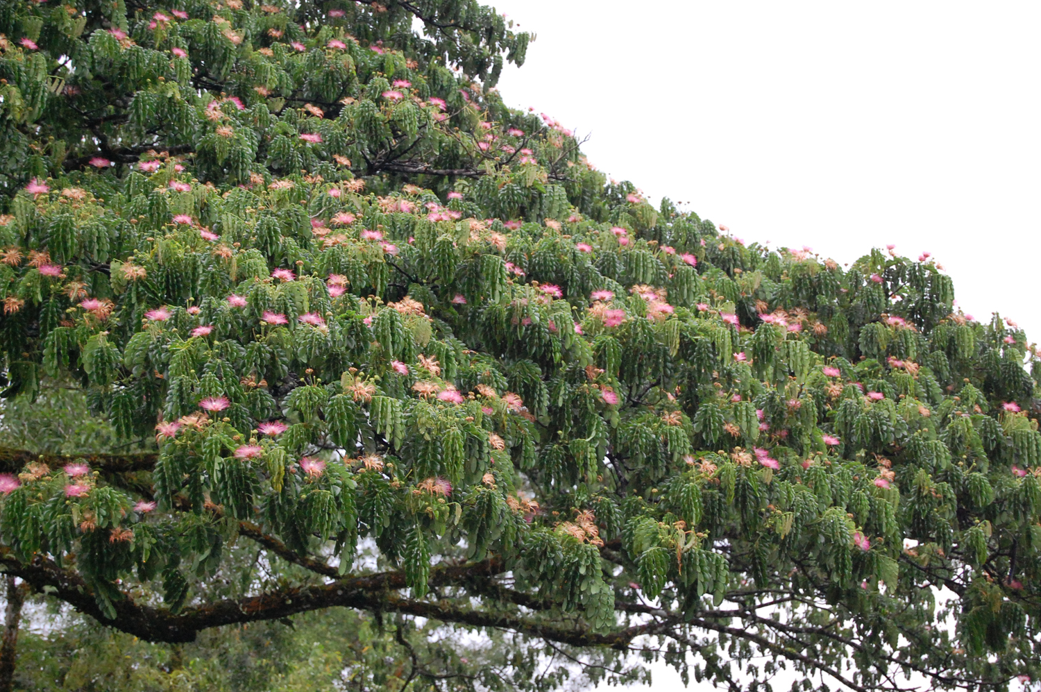 Taiping Photo Gallery: Taiping Lake Gardens - Get To Know Your Rain Trees
