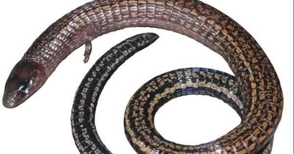 The Herpetology of Trinidad and Tobago: New snake, now a new lizard for ...