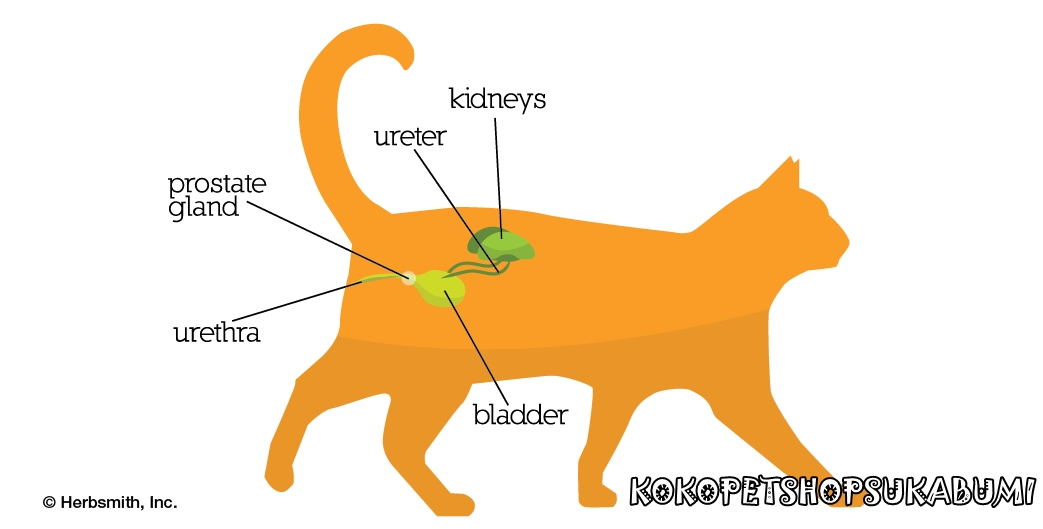 Kucing Jantan Kencing - Anderson-has-Proctor