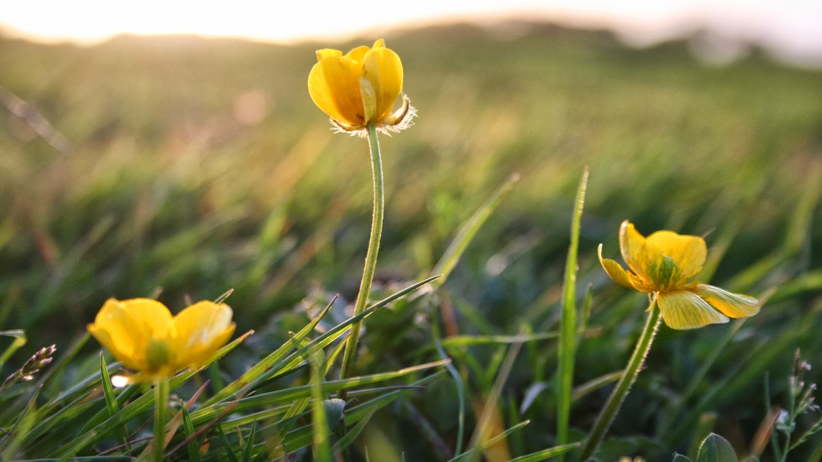 Small Flower in Field