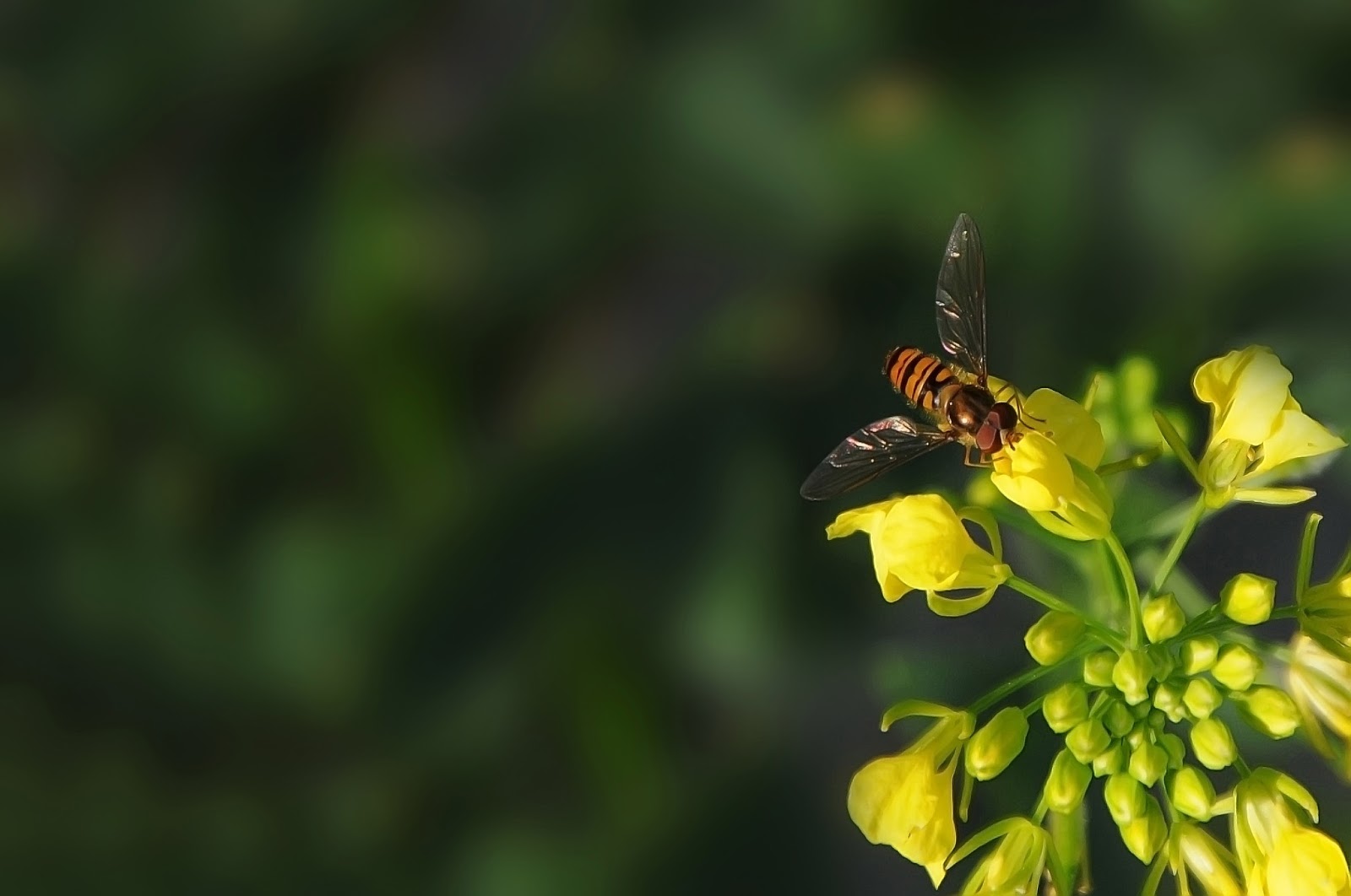 gli insetti: Sirfide