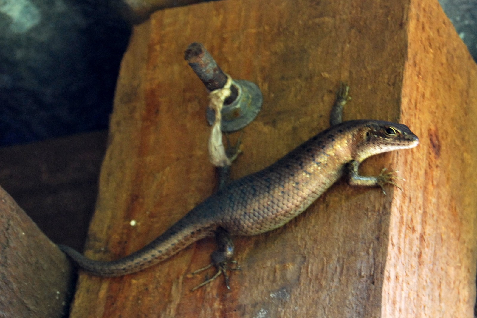 Anne-Claire & David à Mayotte...: Les animaux de Mayotte
