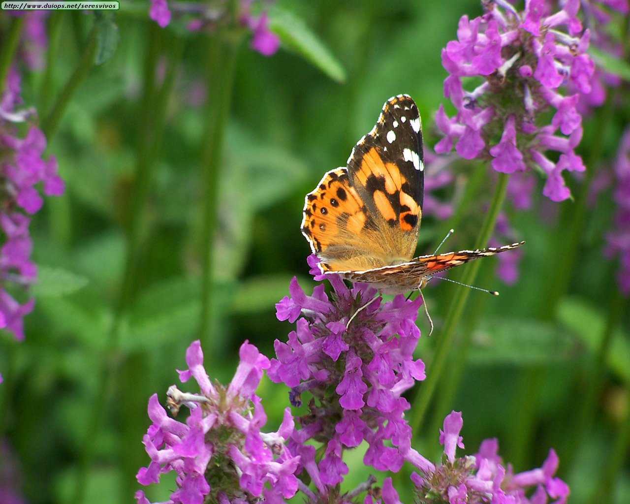 La fábula de la Mariposa