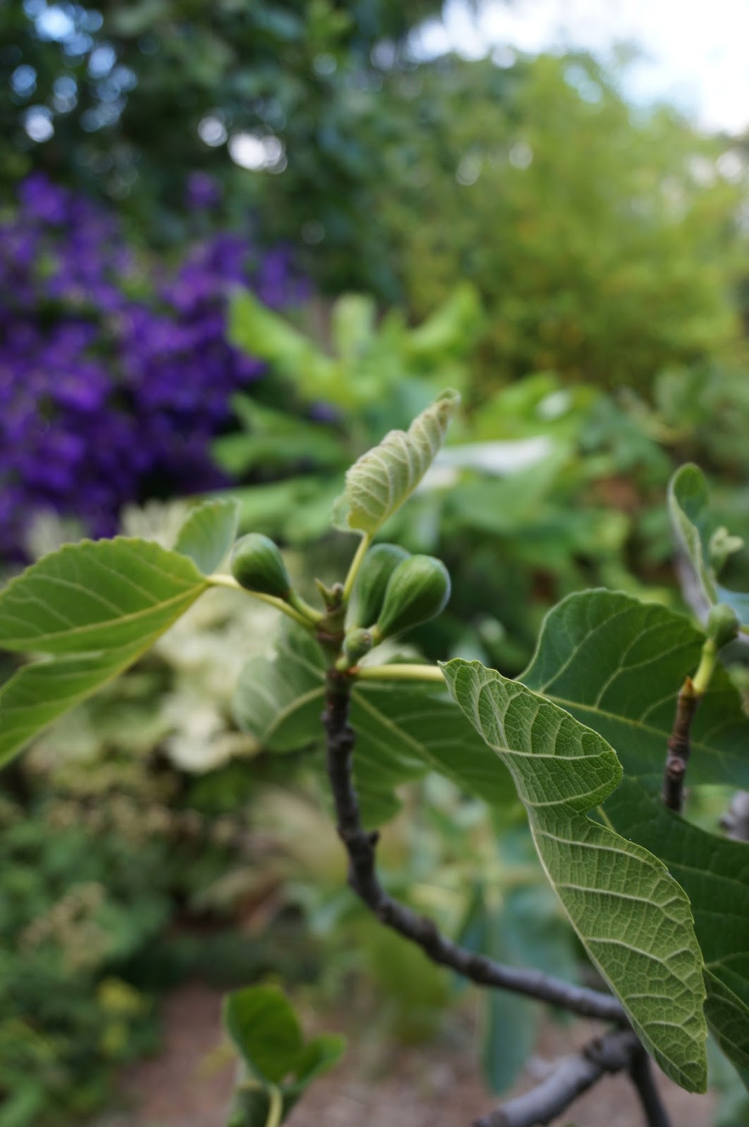 Whatsitgarden: Late June in the garden...