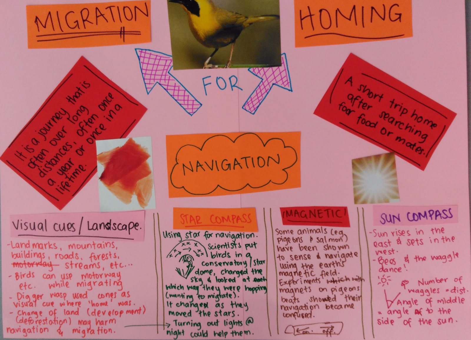 Rita's Bio Blog: Learning about Migration