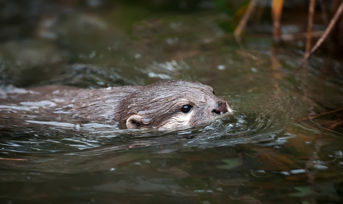Peter Cornéer: En gul utter!
