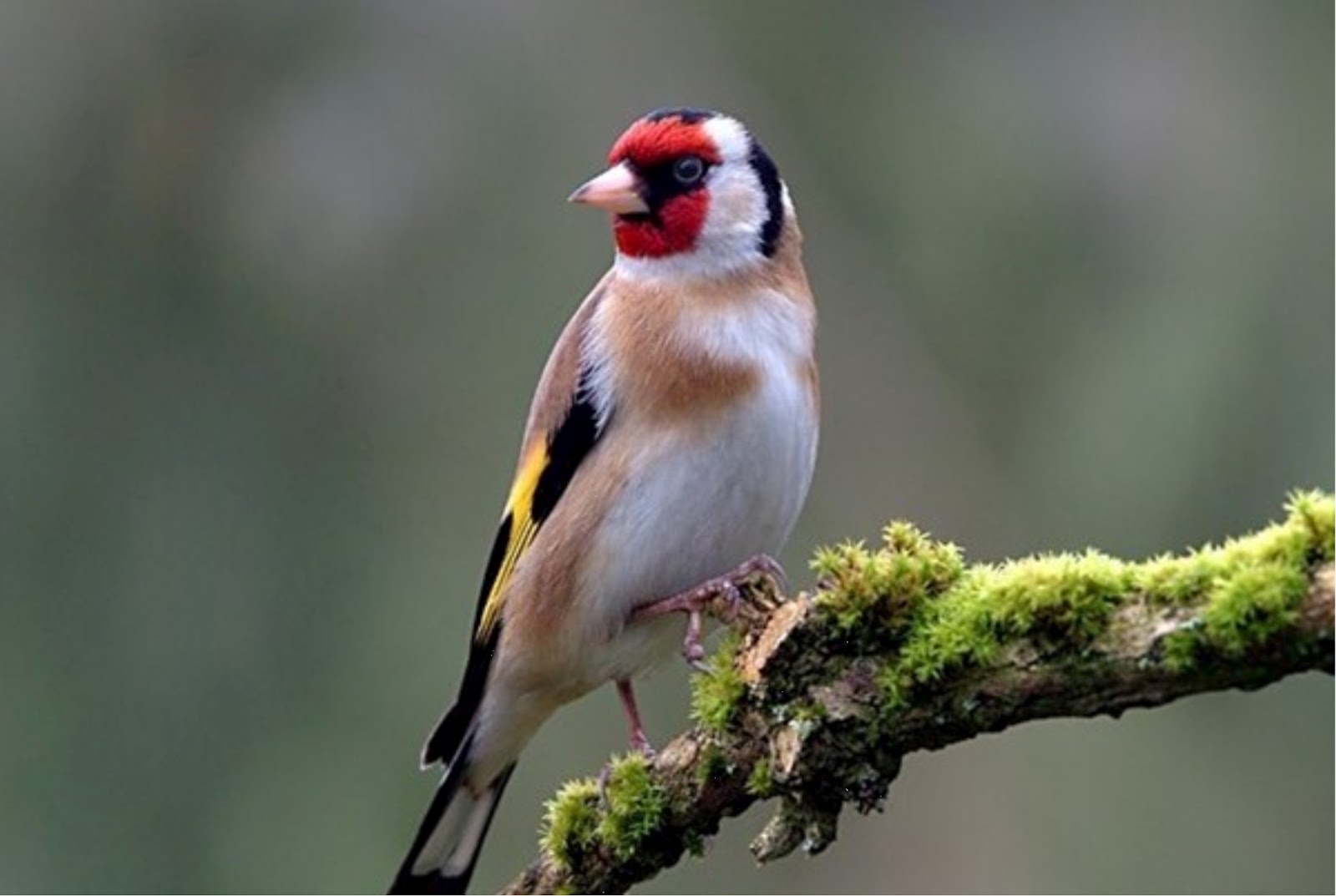 L'HORT I EL JARDÍ DE L'ESCOLA PARE ENRIC D'OSSÓ: ELS HABITANTS DEL ...