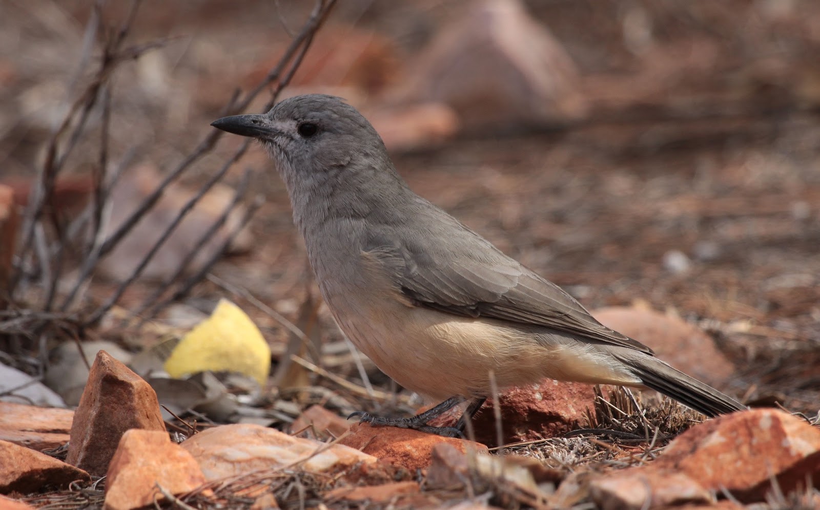 Richard Waring's Birds of Australia: When small birds come close ...
