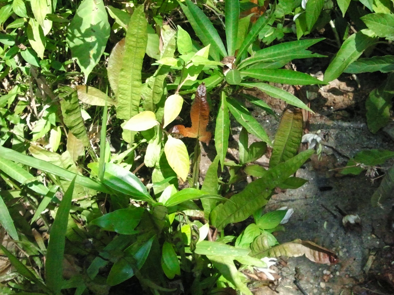 It's All About Aquascaping!: Java fern "Red"