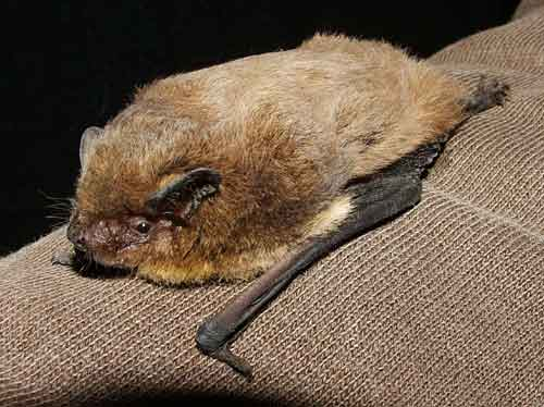 Warwickshire Bat Group news: Bat Group Talk on Nathusius bats by our ...