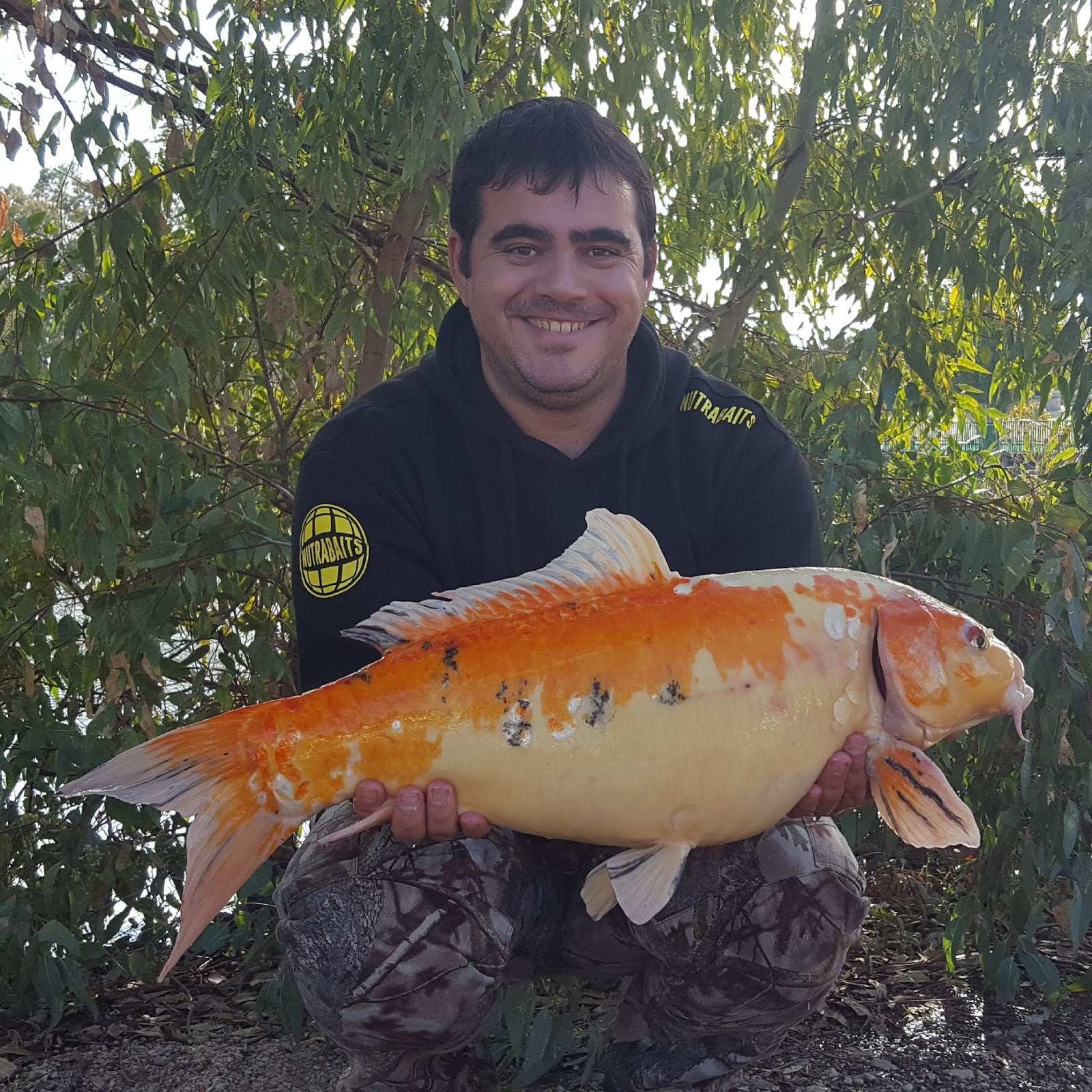 Carpandbas: VARIEDADES DE CARPAS EN ESPAÑA