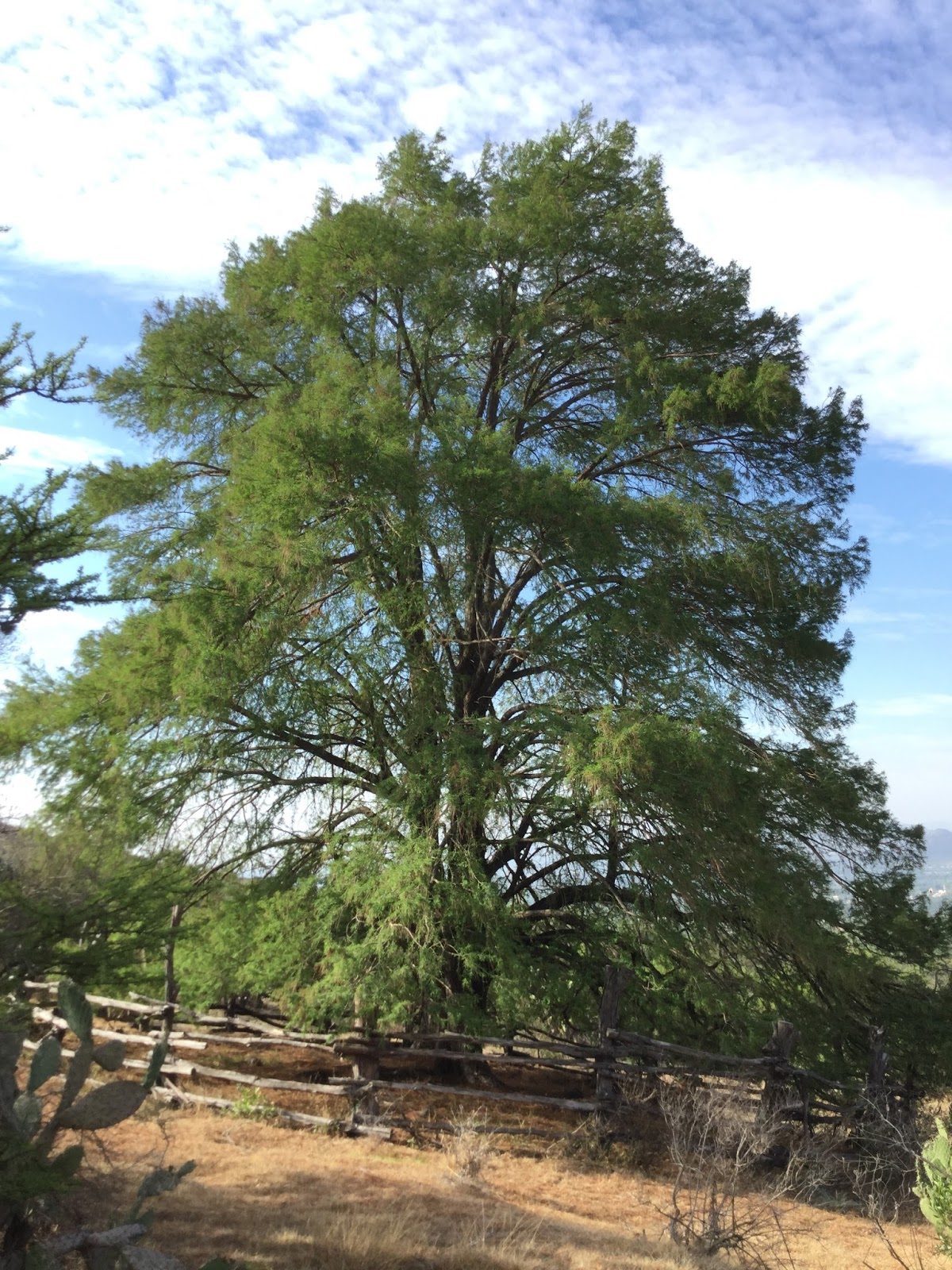 VENERABLES ÁRBOLES : El sabino de Tepetitlán