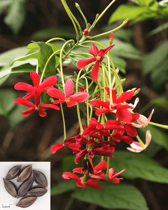 Quisqualis fruit (Shijunzi)-Quisqualis indica-Fructus Quisqualis ...