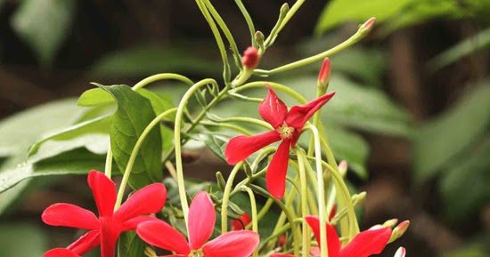 Quisqualis fruit (Shijunzi)-Quisqualis indica-Fructus Quisqualis ...